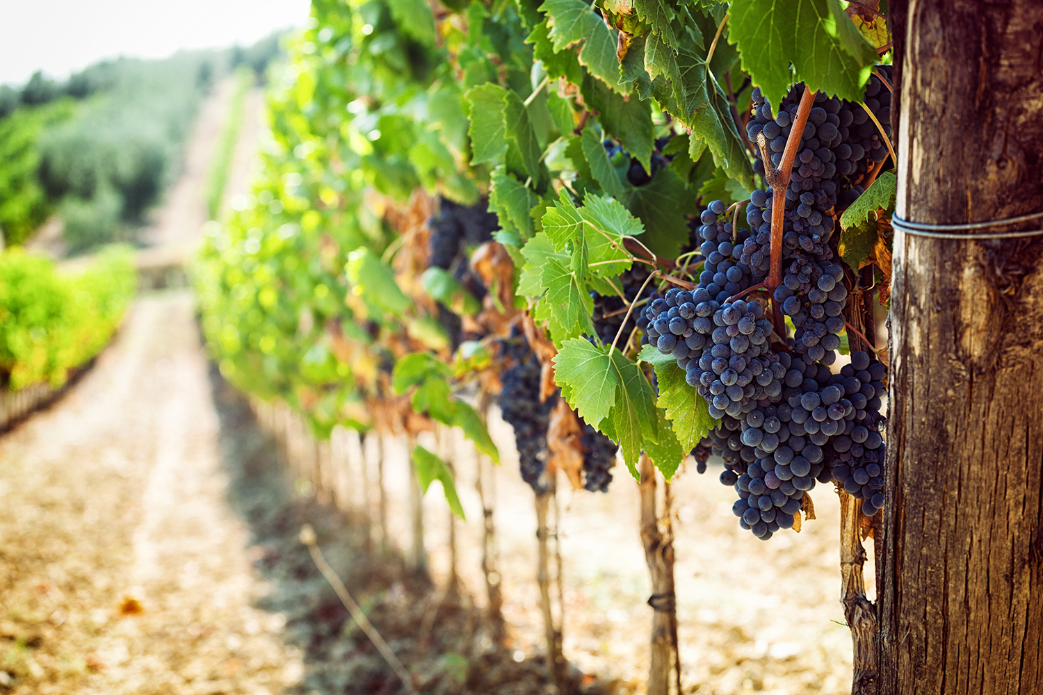 Efficient Vineyard Fertilizer Application with Precision Spreaders ...